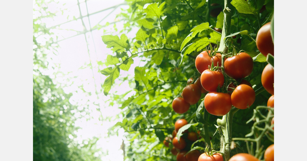 Tomato growth stage modulates bacterial communities across different ...