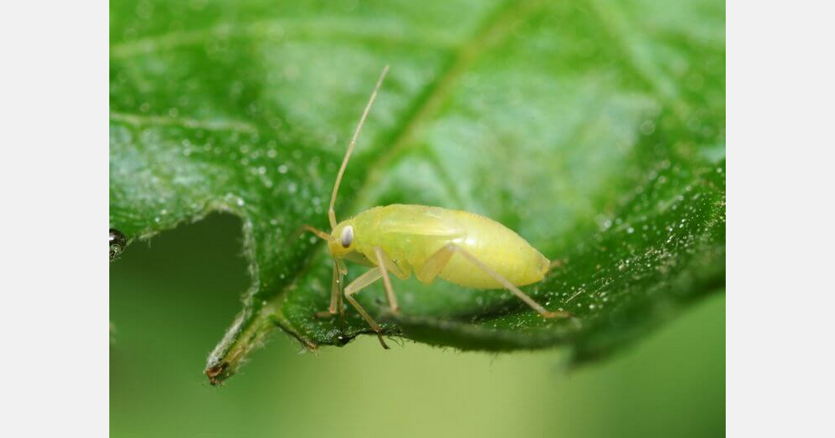 How to avoid 7 hydroponic pests and diseases