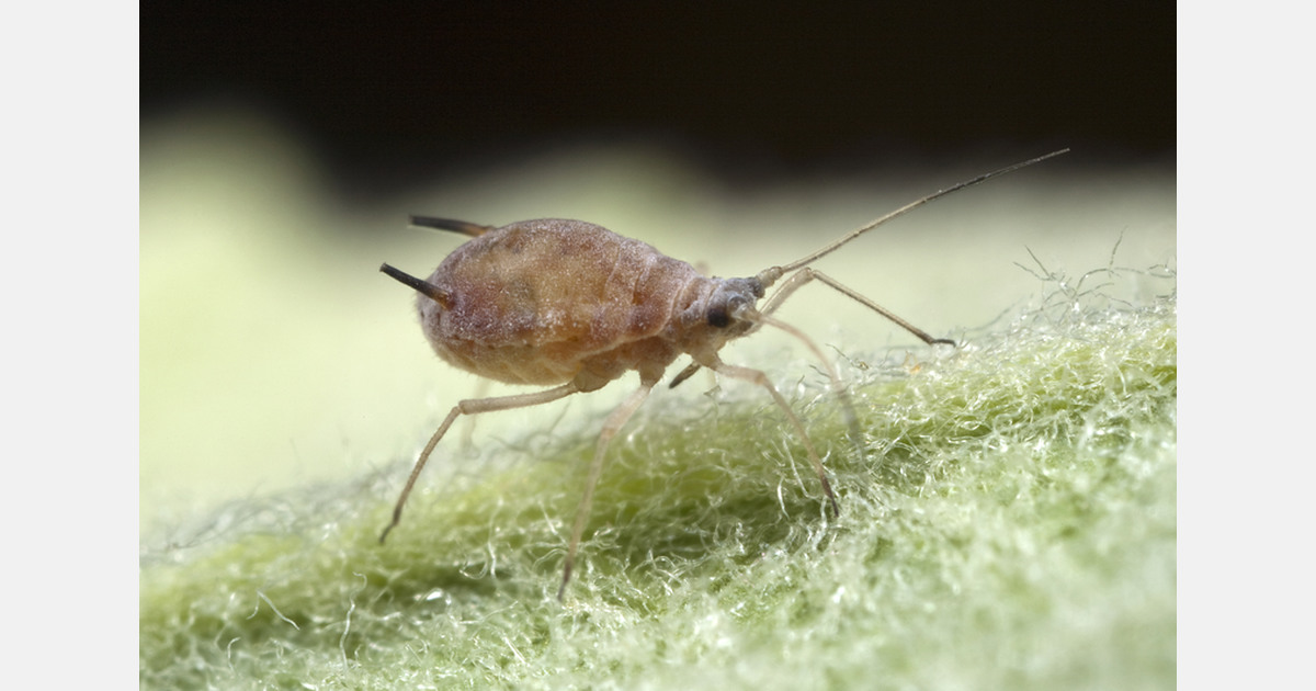 "Aphid control starts with knowing your genus"