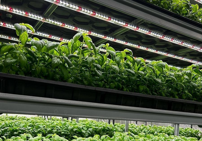 Grower in the Spotlight