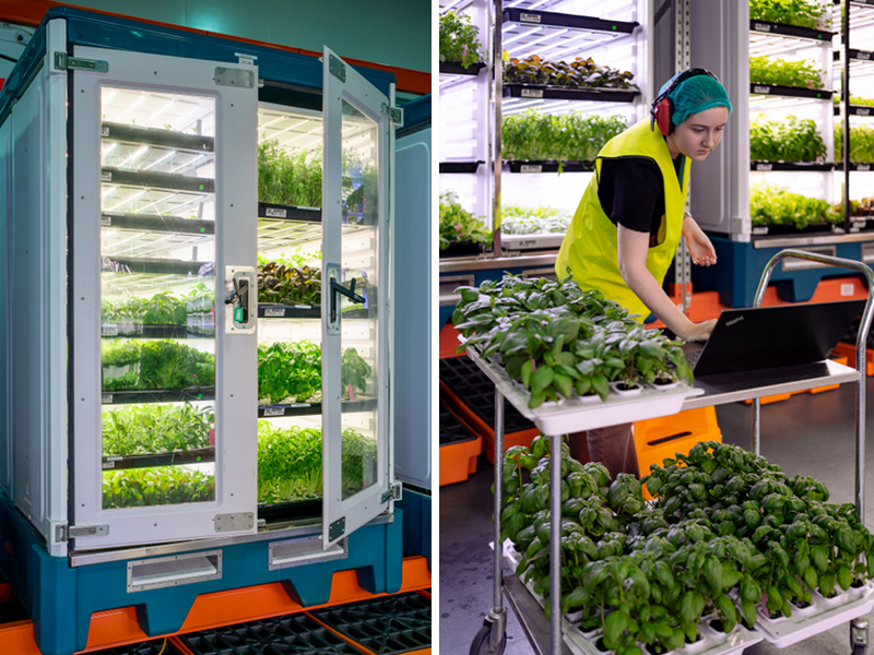 Australia: The future of vertical farming is about right sizing rather ...