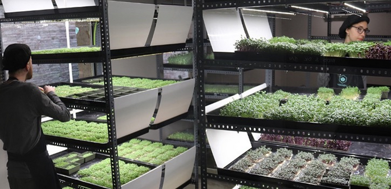 Training on microgreen farming