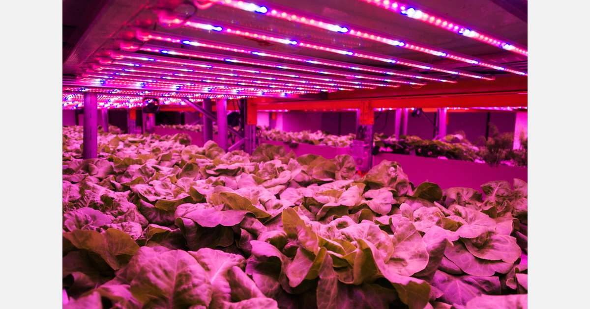 The dark side of lighting: a critical analysis of vertical farms ...