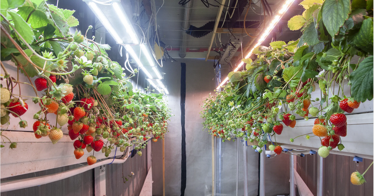 Vaerens retained by Agnetix