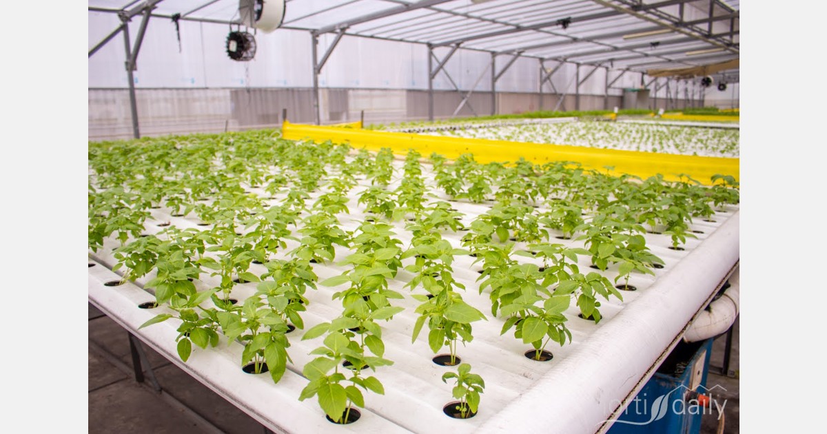 Greenhouse horticulture as an ecosystem and breeding ground for innovation