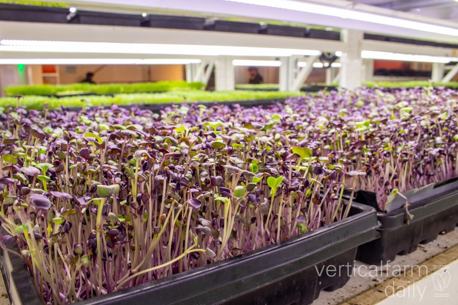 Substrates and starting materials