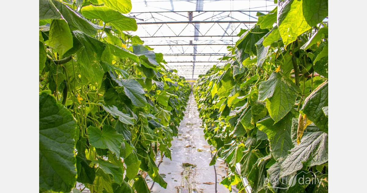 US: Webinar to explore how to adapt cucurbit crops for northern climates