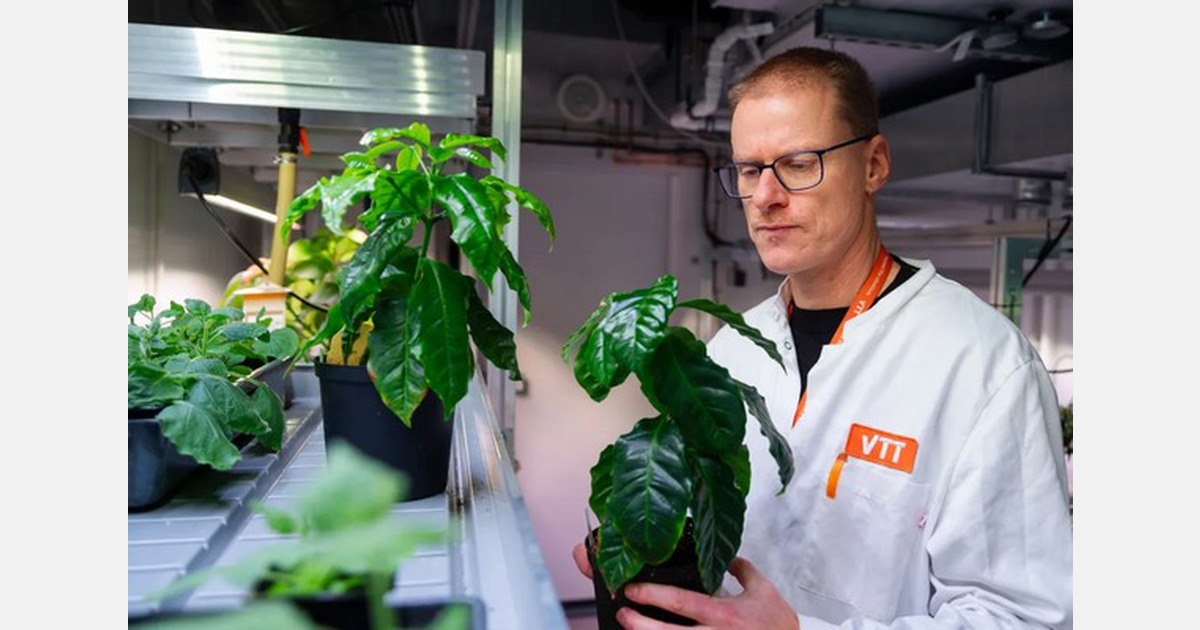 Growing coffee in cell culture: the future of your morning cup?