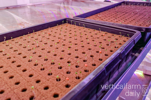 NL: Seed world gathers in Rotterdam