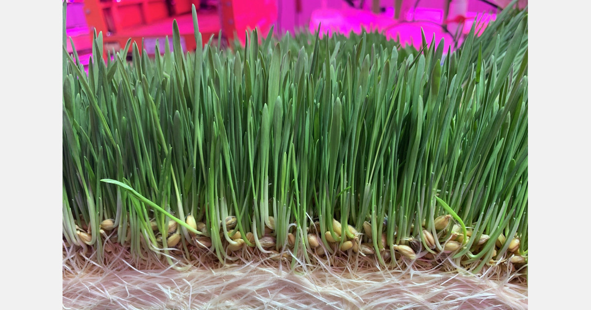 US (CA): New fodder facility to feed 5000 cows