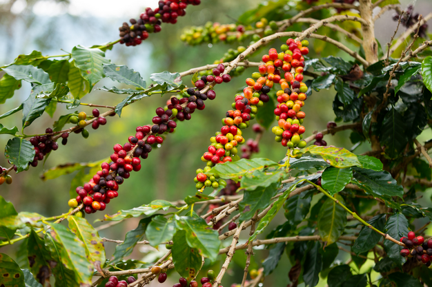 Agtech introduces technology for cell-based coffee production
