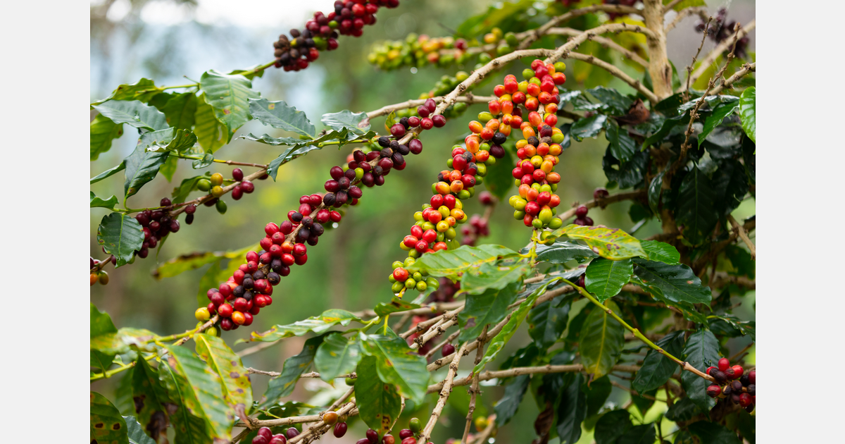 Agtech introduces technology for cell-based coffee production