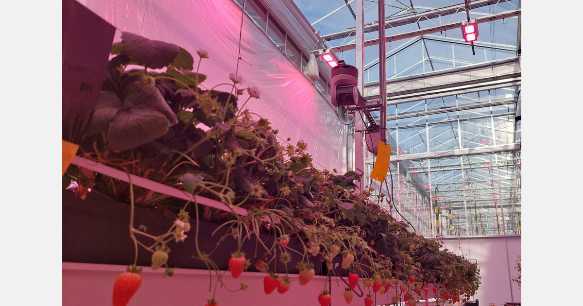 How to optimize strawberry lighting with plant photosynthesis