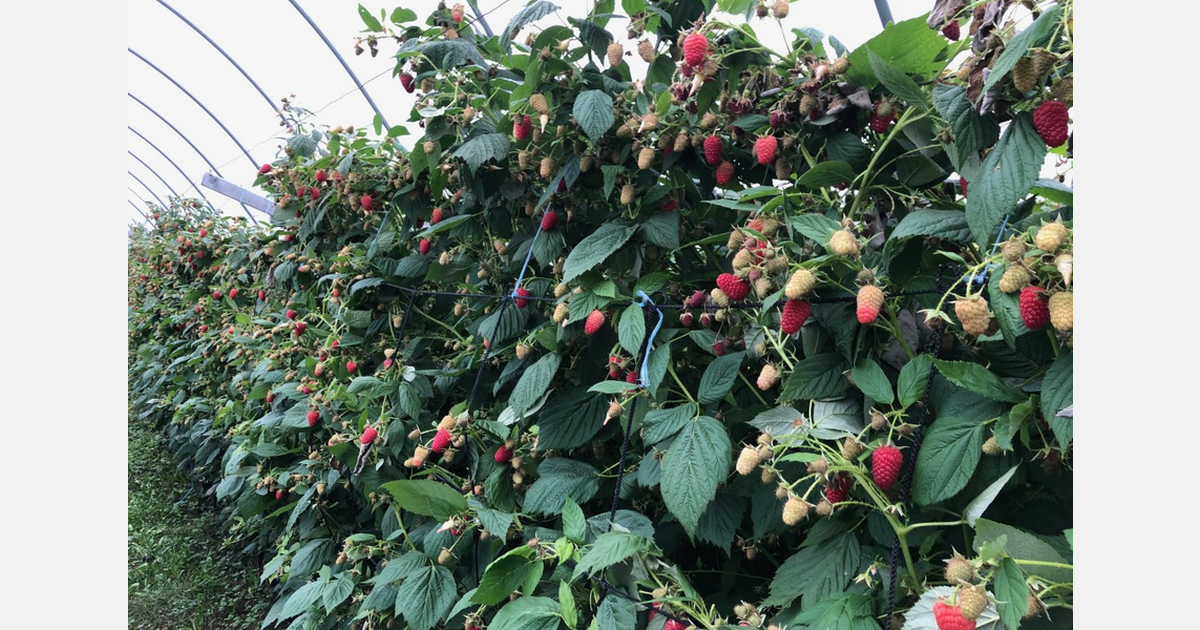 CAN (QC): Conventional farmers add 3ac greenhouse for berry production