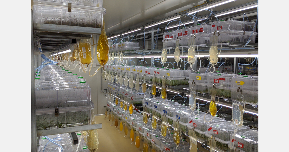 New platform to set standards in plant tissue culture