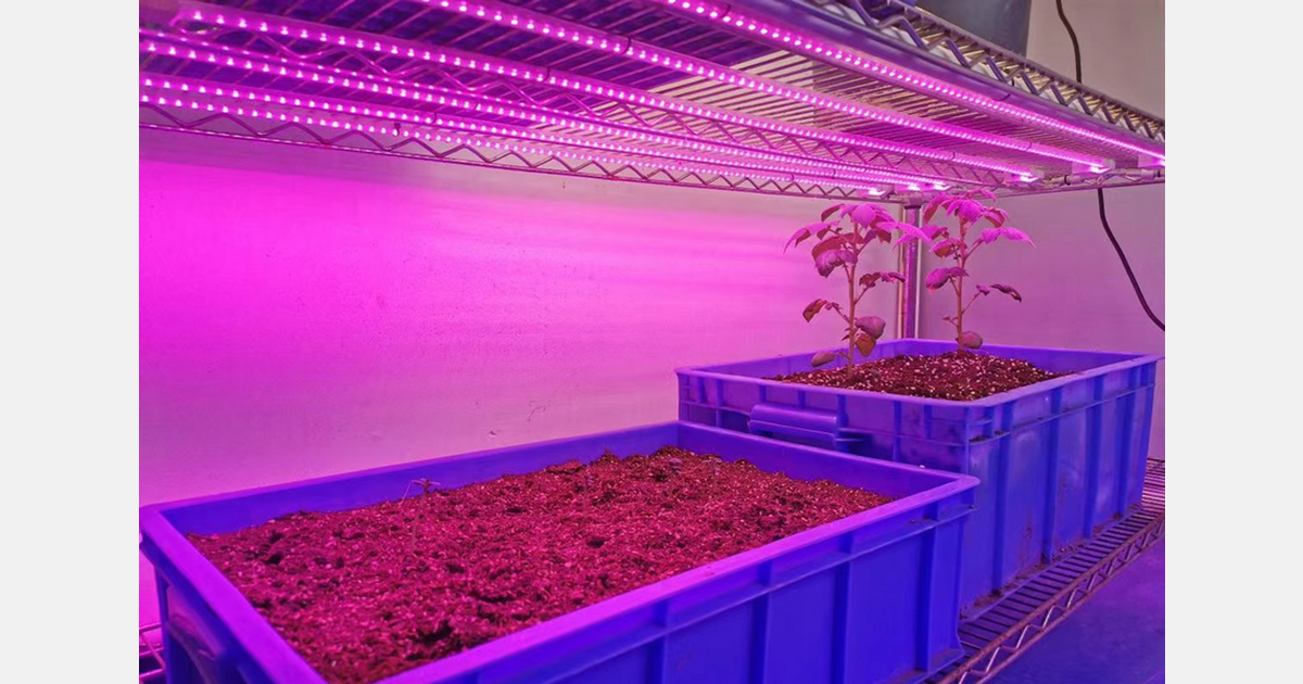 “We found that LEDs can significantly promote potato growth”