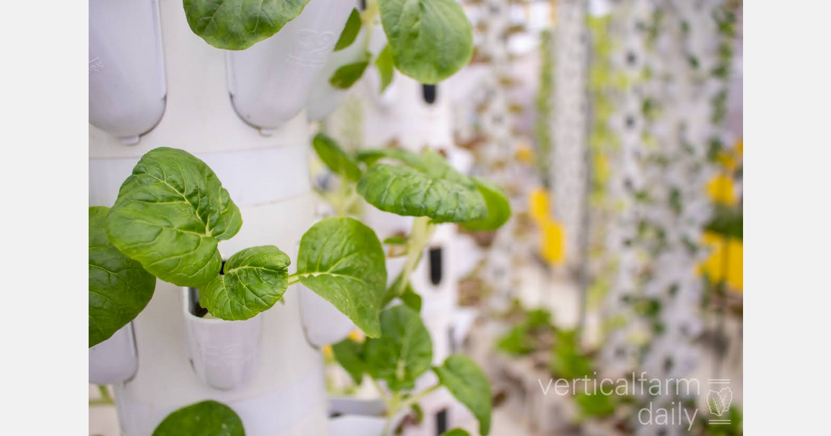 Researchers look at benefits of using greywater hydroponic growing in ...