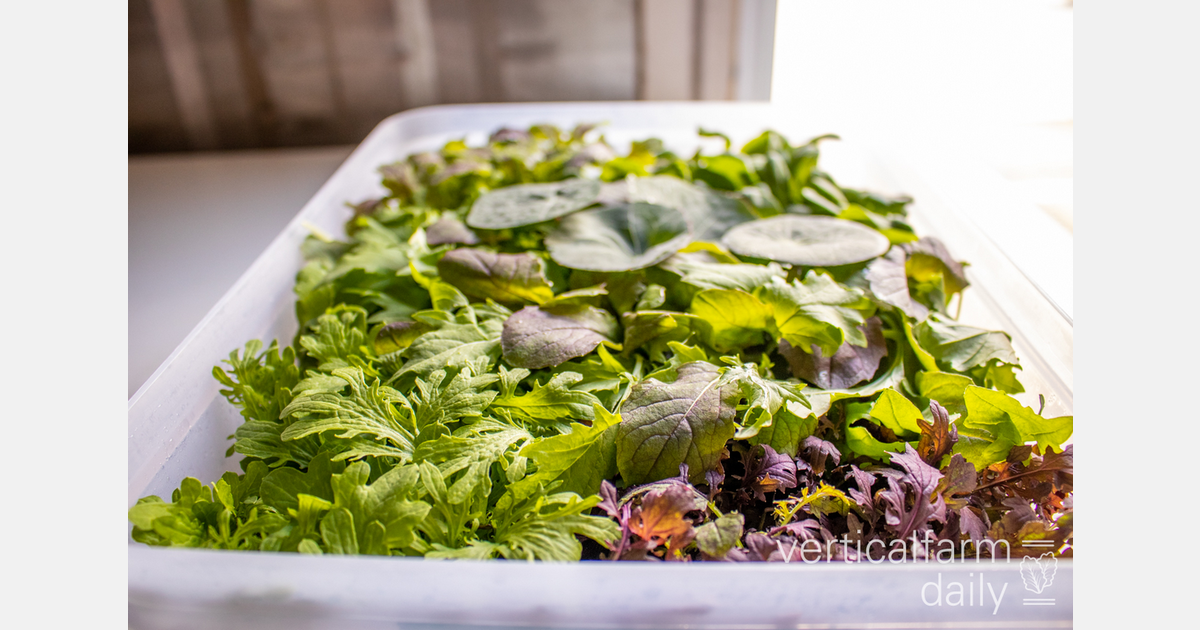 US: Hospital grows fresh food in rooftop gardens to better serve its ...