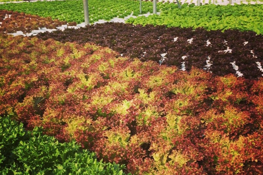 Grower in the Spotlight