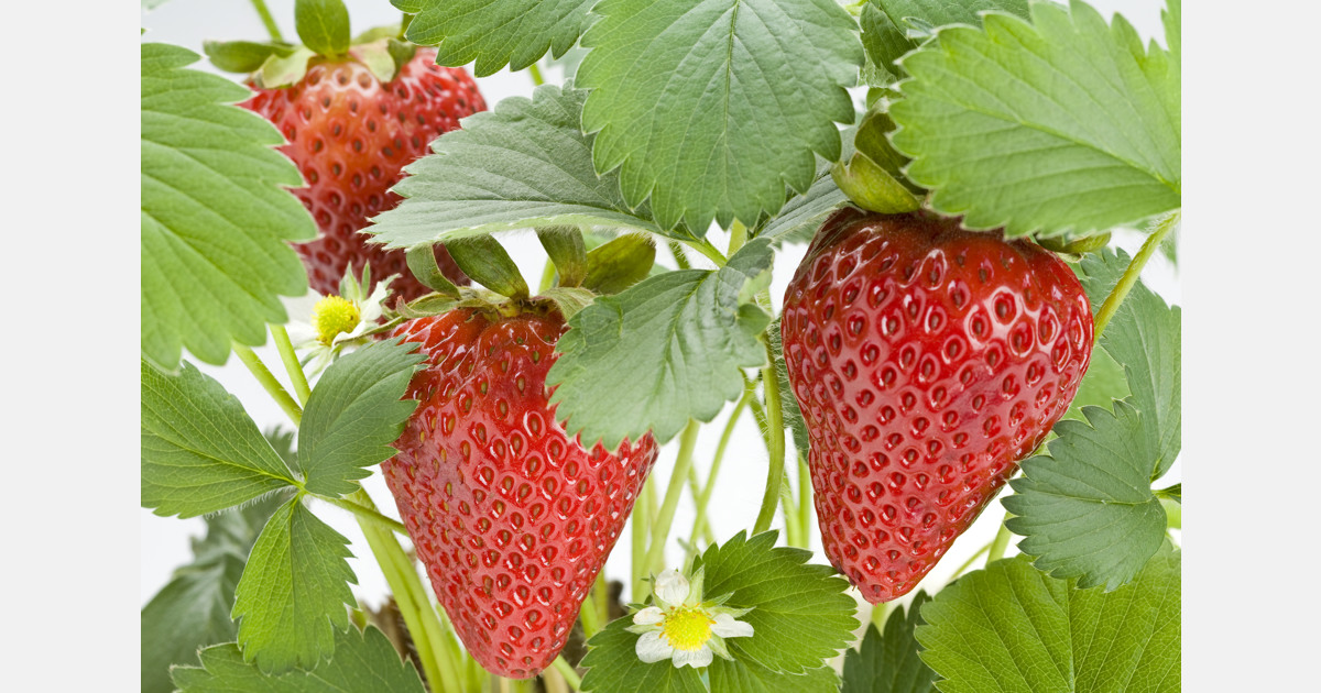Ukraine: Strawberry, raspberry production damaged by freezing weather ...