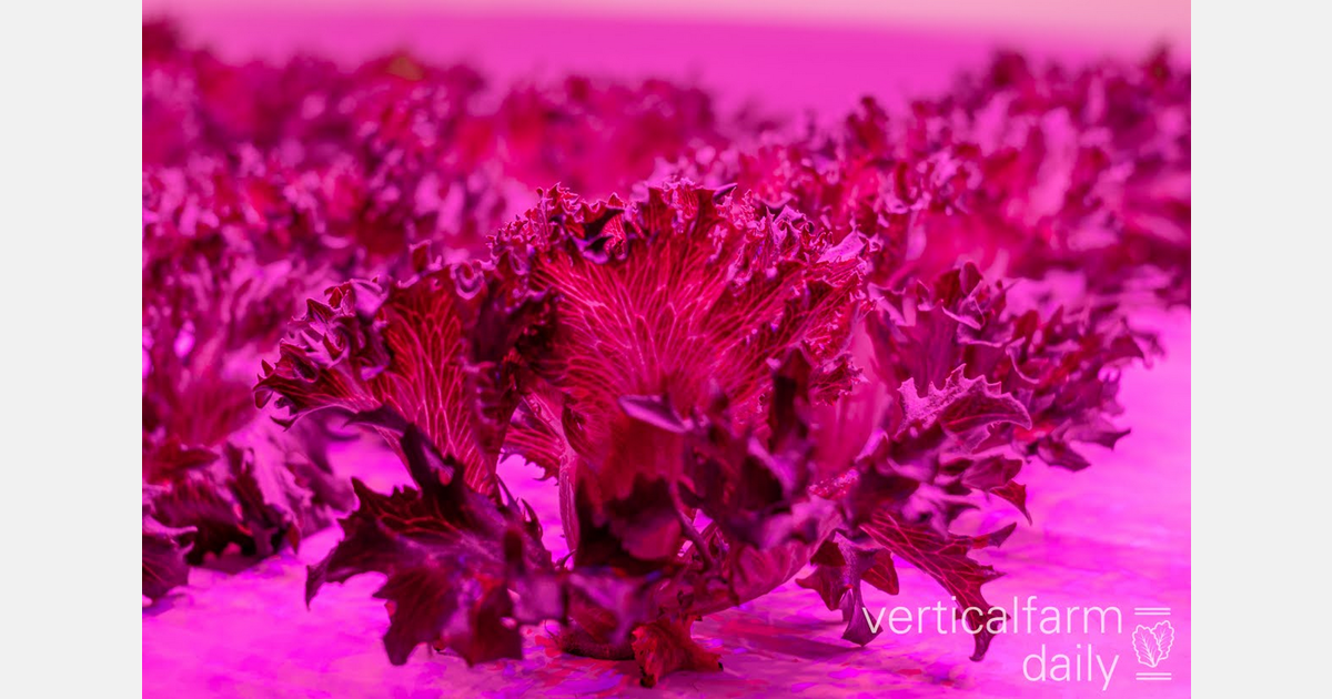 Understanding the Emerson effect, Cryptochromes, and Phytochromes in CEA