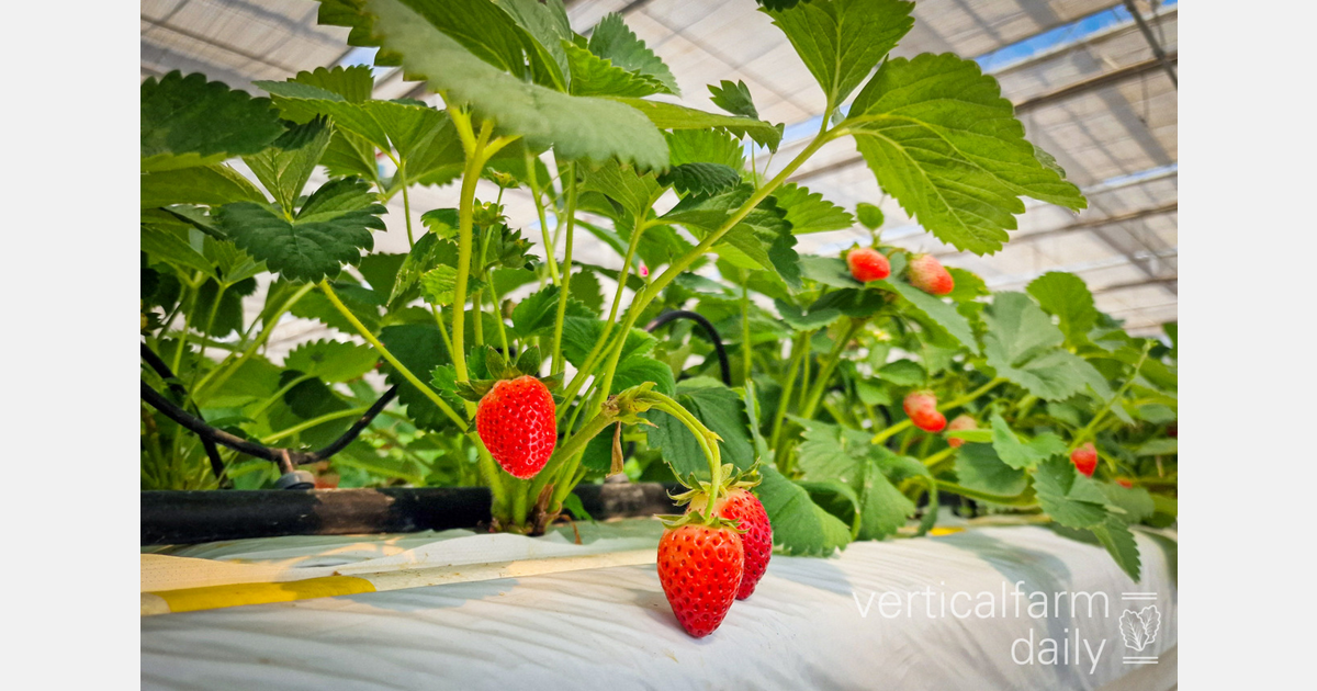 India: Strawberry growers flourishing after shift from traditional crops