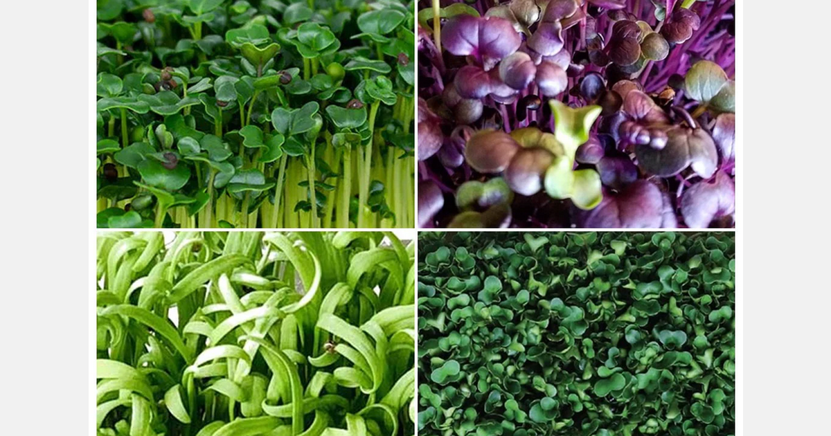 Continuous Daylight Boosts Microgreens Yields - Dr. Bulb