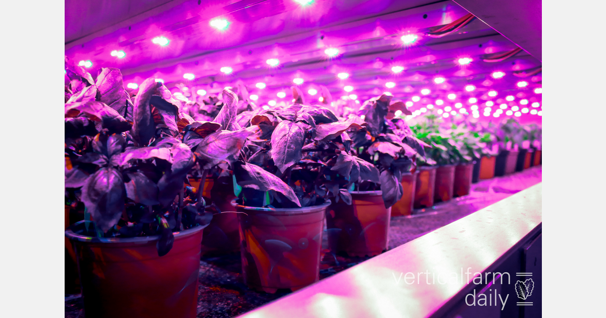 Real-time plant feedback shows higher yield and lower light consumption