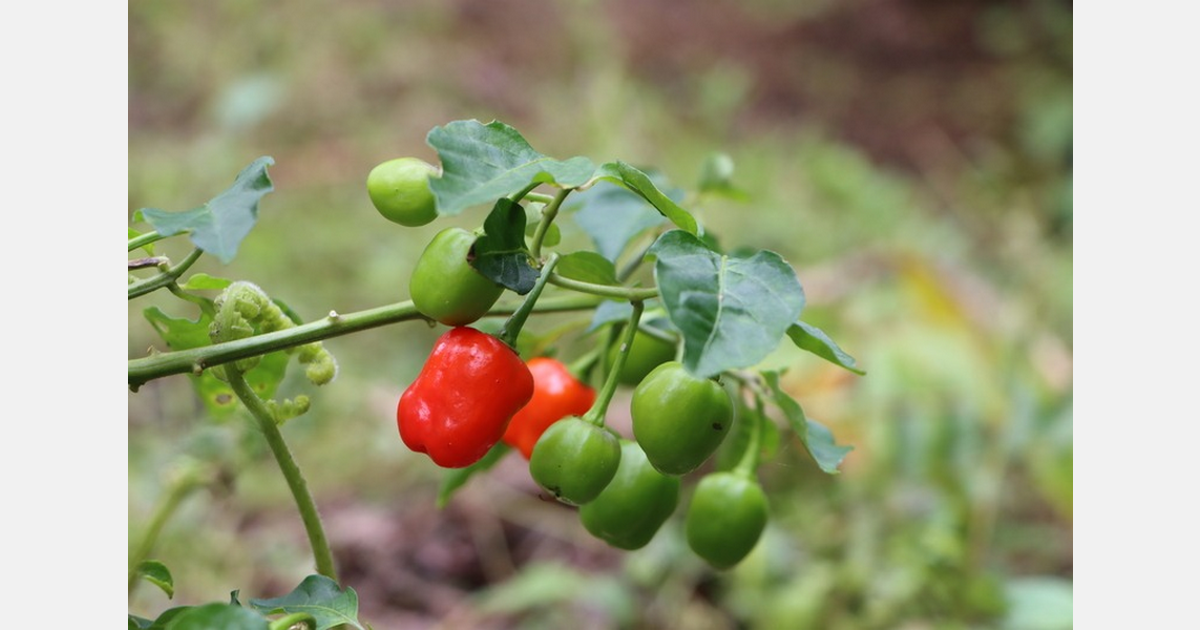 US: Carolina farm growing some of the worlds strongest chili peppers