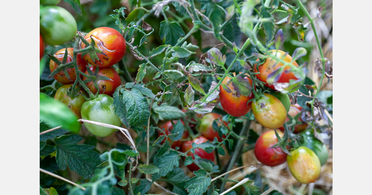 Engineering tomato disease resistance through gene manipulation