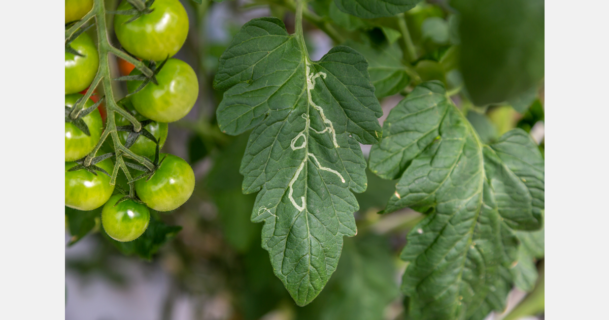 South Africa: Tuta absoluta shows no resistance to crop protection ...