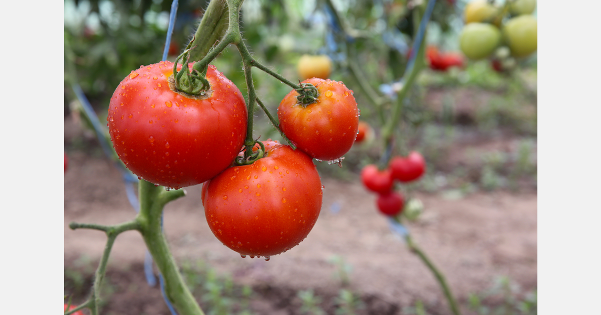 Repairing tomato mutation could lead to an earlier yield