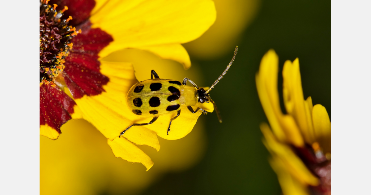 Study shows that insects can listen to plants as they "talk"