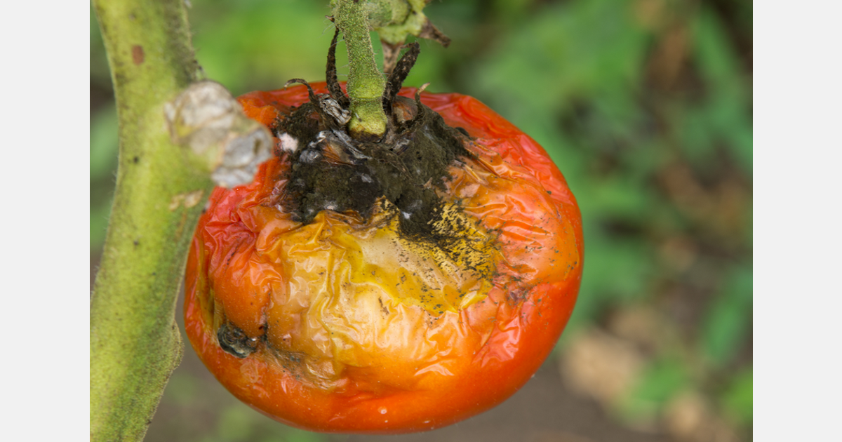 Canada: Keeping a close eye on your crop health