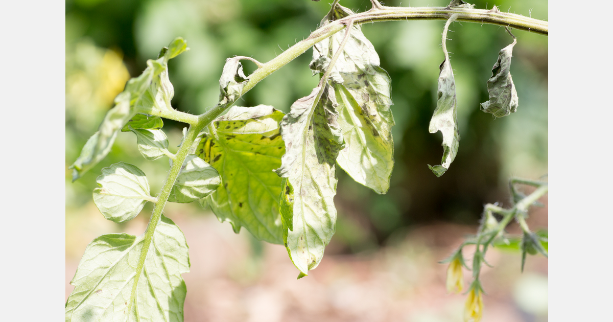 Analysis reveals the role of biocontrol reagents against tomato ...