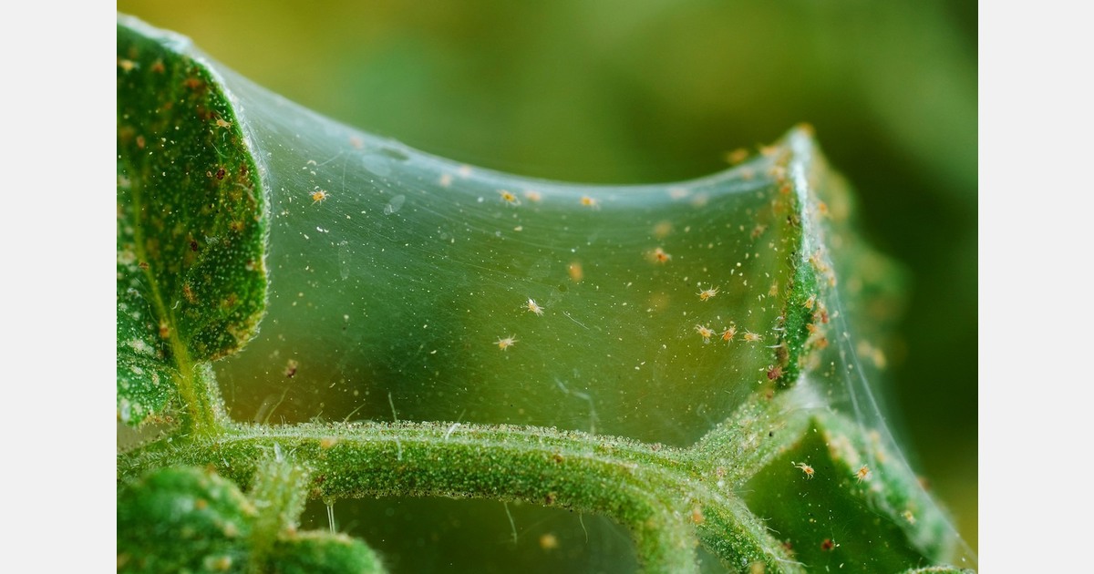 A multiscale focused diffusion-based model for tomato disease detection