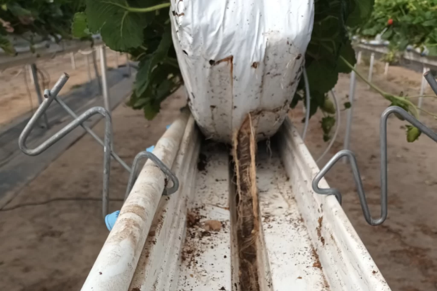 Preventing roots from overheating in greenhouses and hydroponic tunnels