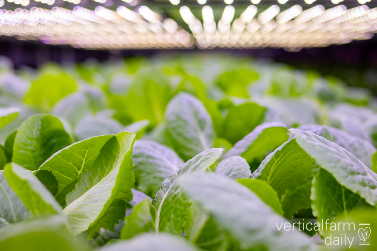 Living up to the promise: ‘We’re allowing anyone to see the farm for ...