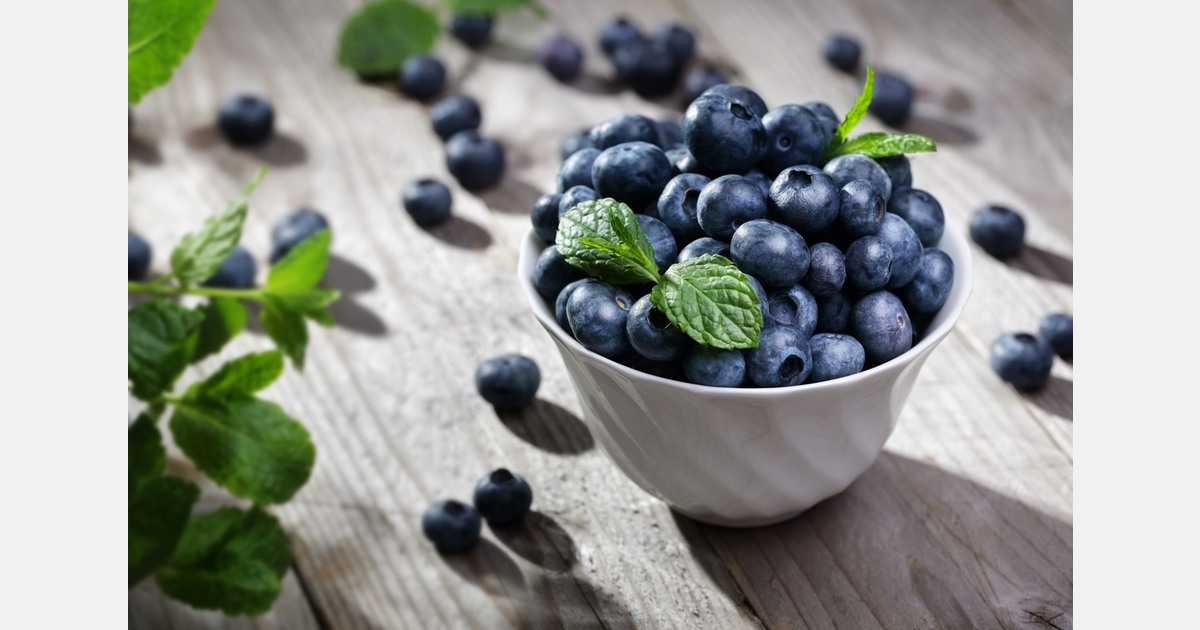 New Zealand: Confidence as blueberry market set to expand