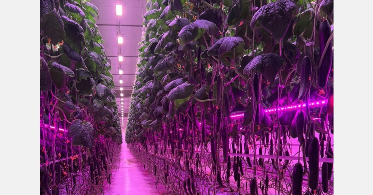 "This project rewrites the blueprint for scalable food production in ...