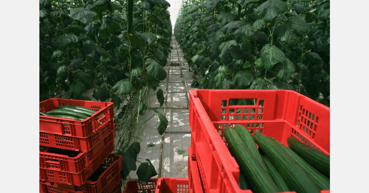 Facing the challenges faced by cucumber picking robots