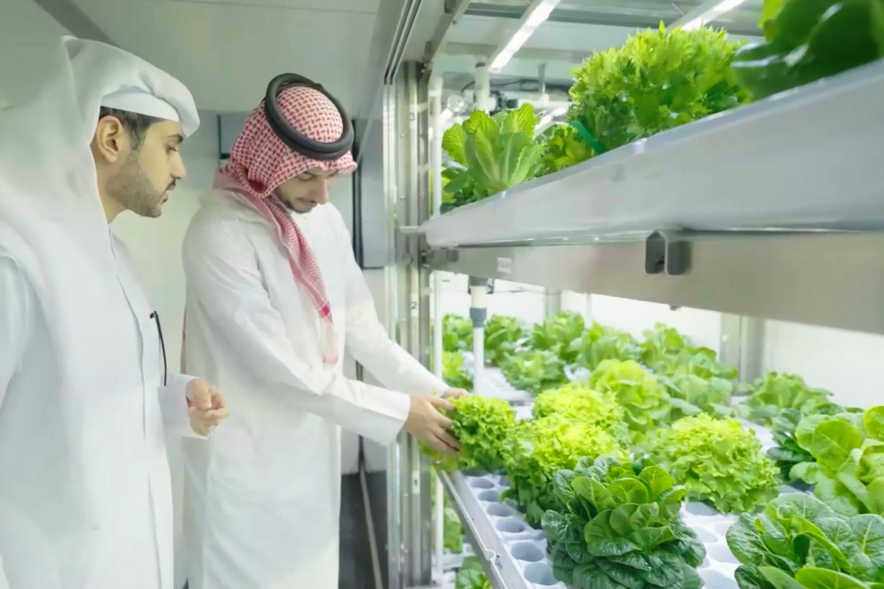 VFarms grows record-breaking lettuce in Qatar using solar power and atmospheric water