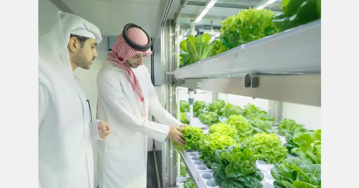 VFarms grows record-breaking lettuce in Qatar using solar power and atmospheric water