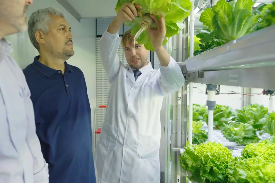 VFarms grows record-breaking lettuce in Qatar using solar power and atmospheric water