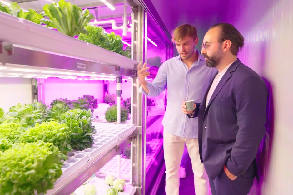 VFarms grows record-breaking lettuce in Qatar using solar power and atmospheric water