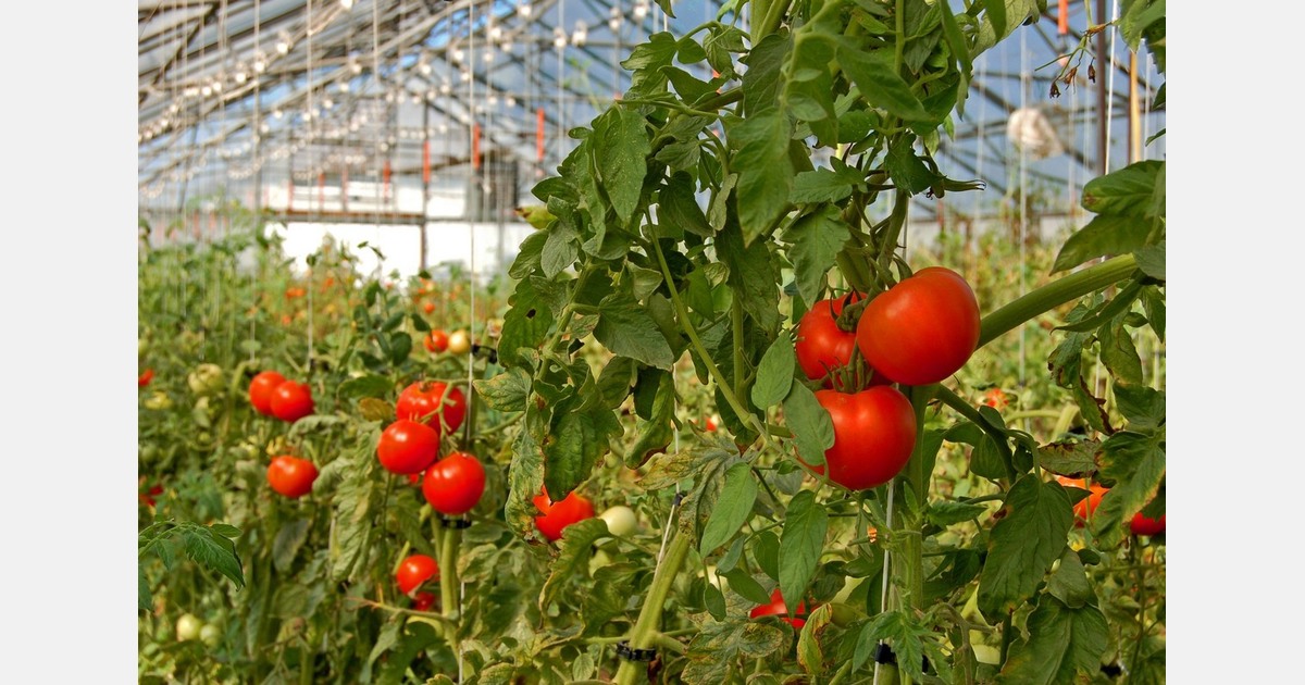 Exploring the transferability of heat stress tolerance in tomatoes