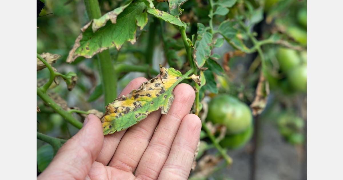 Examining A plant virus manipulates both its host plant and the insect ...