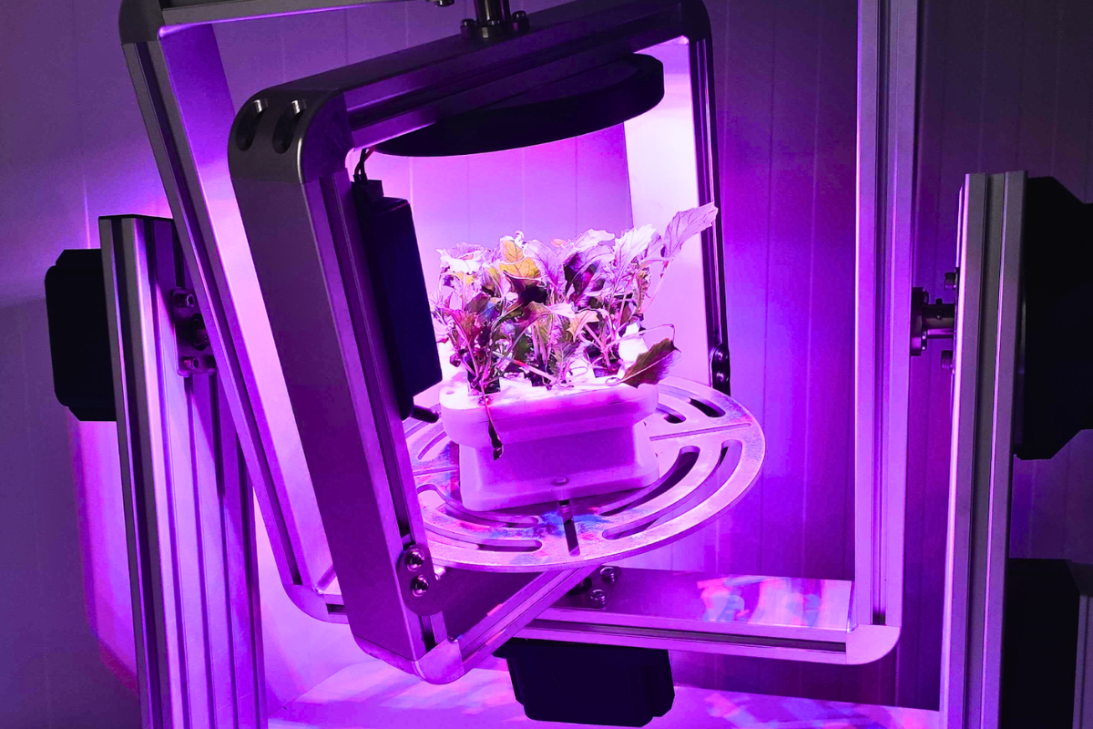 “Plants grown under altered gravity conditions show robust aerial parts ...