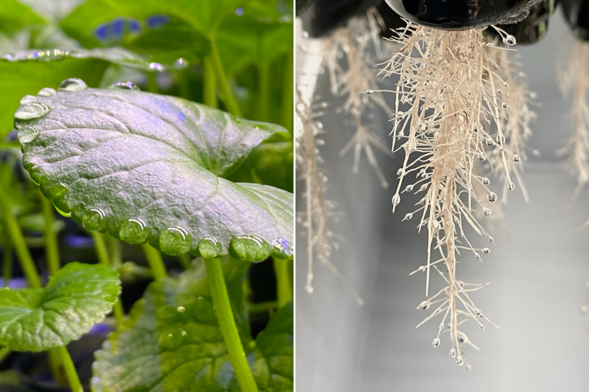 “Growing great plants is only half the battle, keeping their natural ...