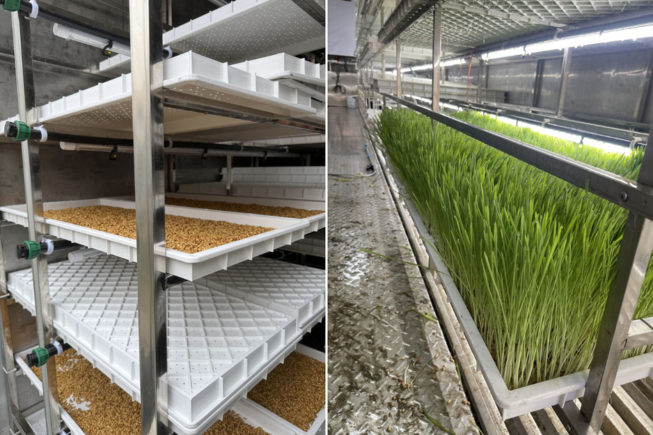 “In just seven days, we harvest a fresh, wet fodder mat”